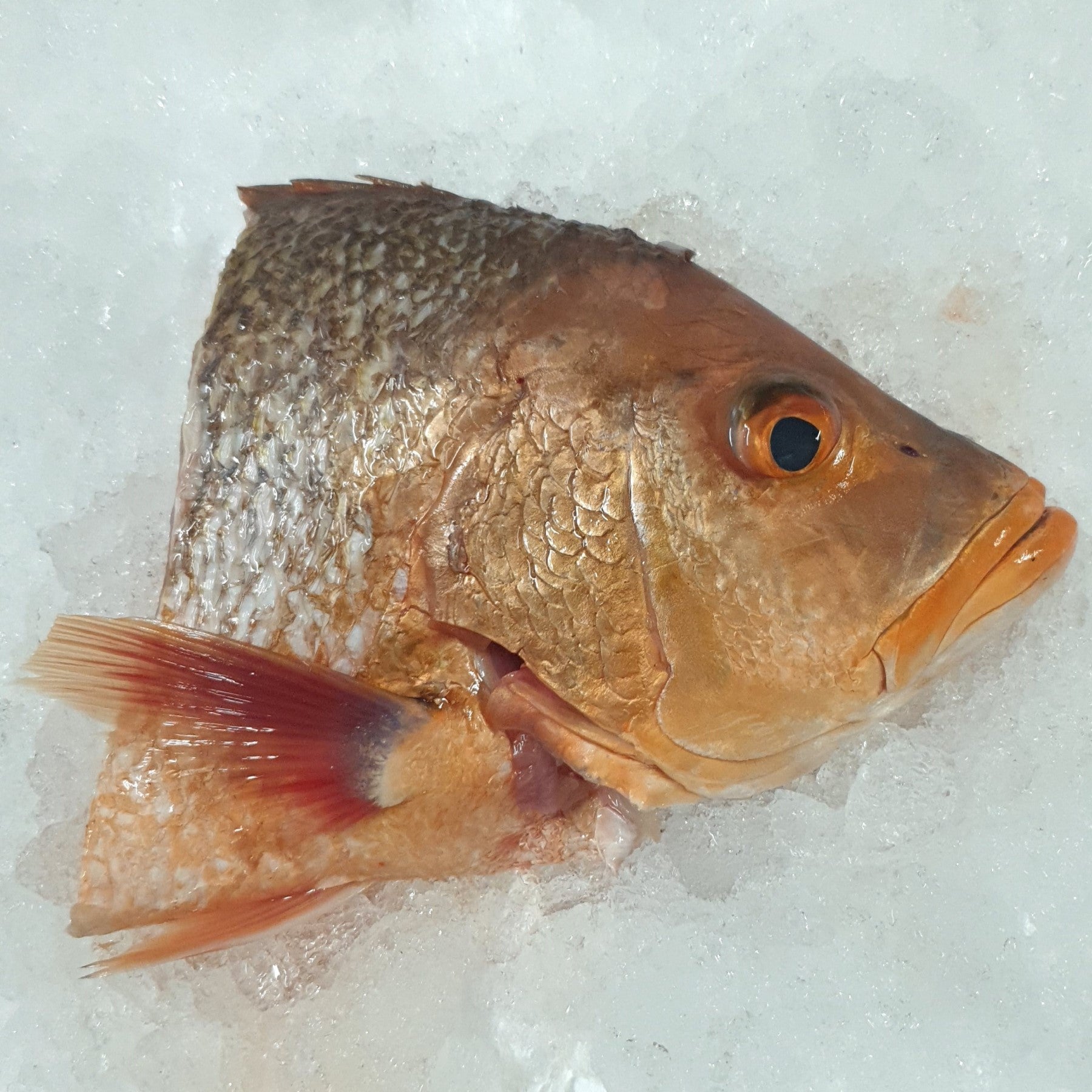 Large, Fresh Red Snapper Fish Head (1.1kg–1.3kg) | Oceanwaves SG